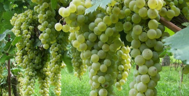 Vino Coda di Volpe, un antico bianco campano da scoprire