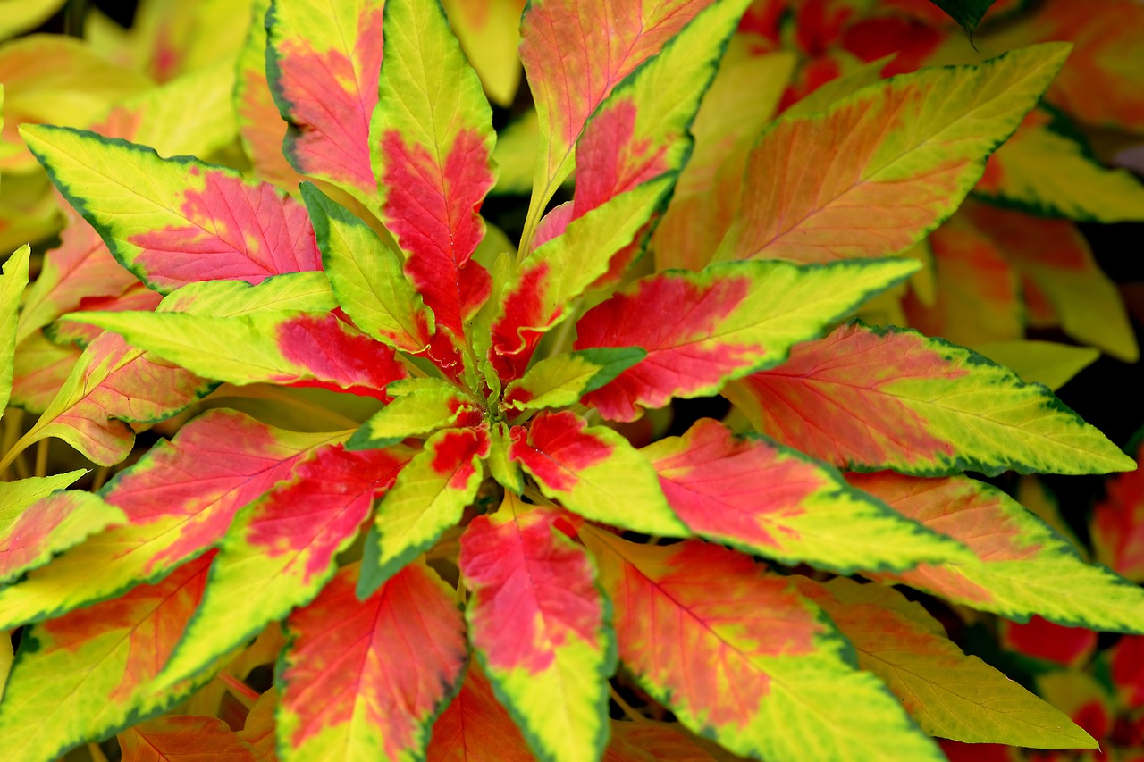 Come utilizzare l'amaranto in cucina?